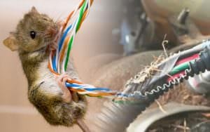 Rodents can damage car wire connectors | FindPigtails.com
